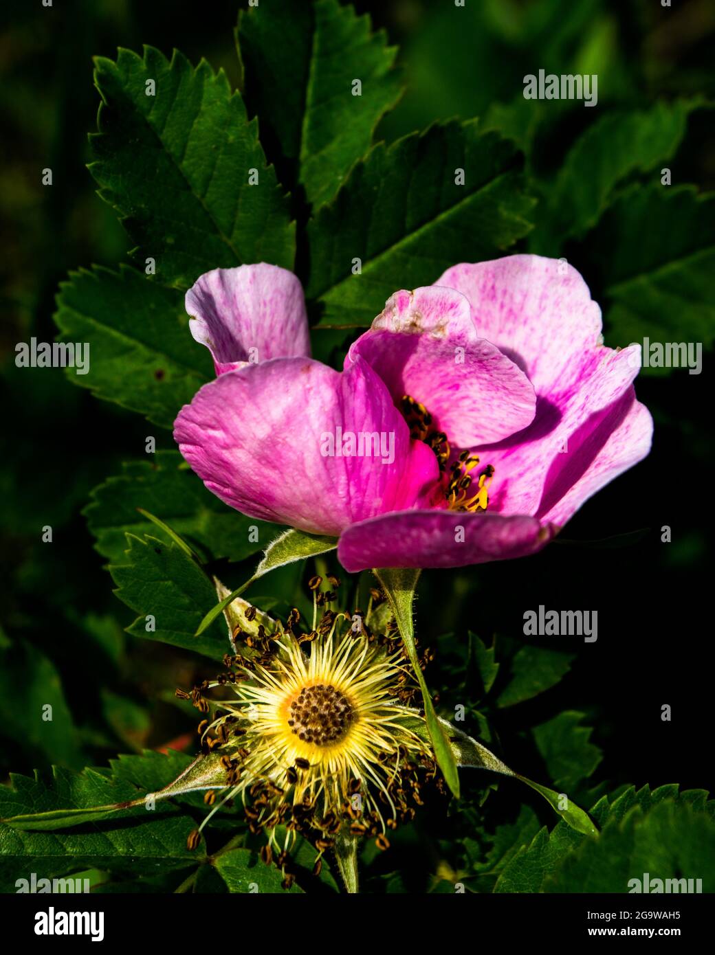Wildrose hi-res stock photography and images - Alamy