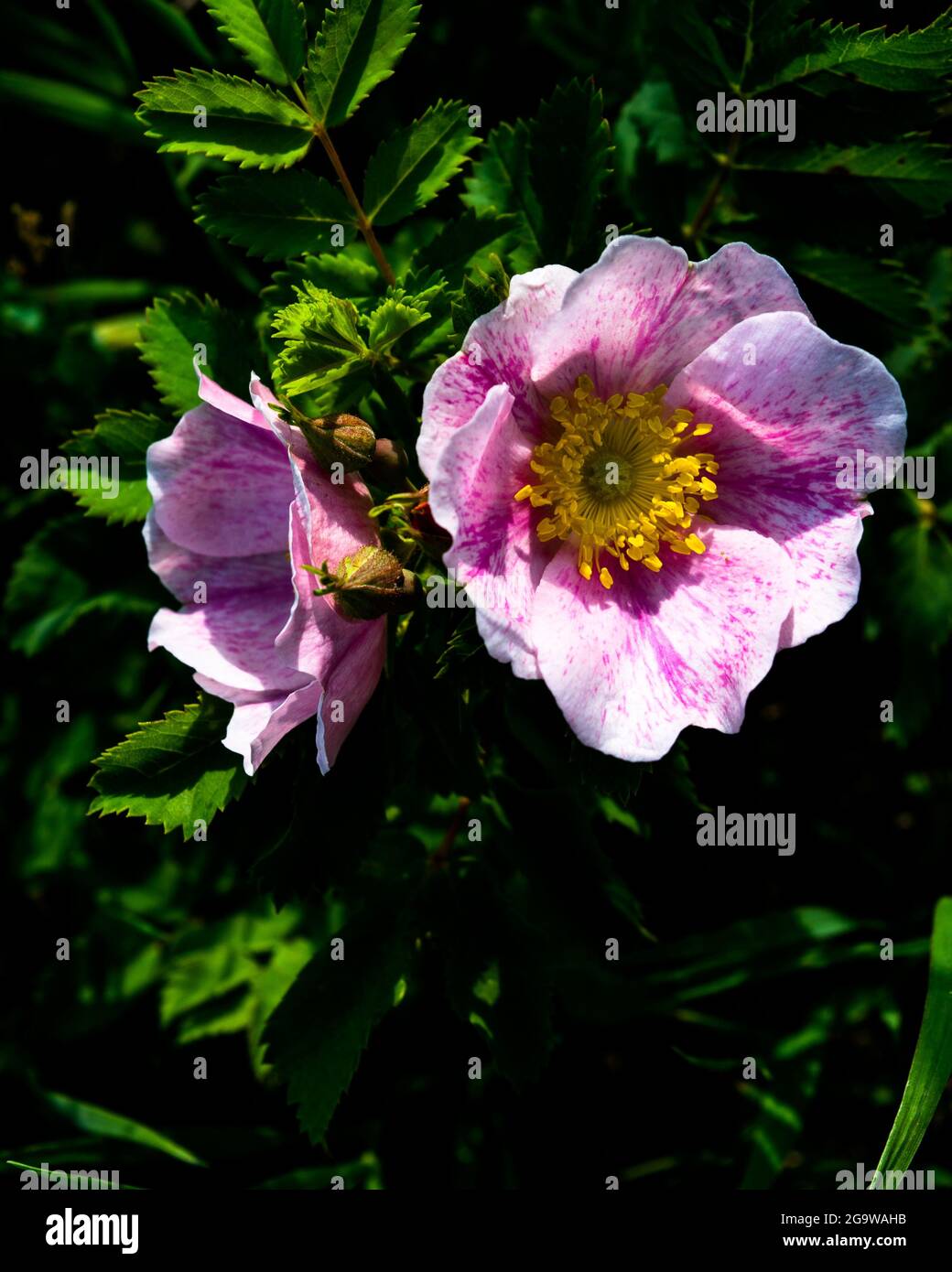 Wildrose flower garden hi-res stock photography and images - Alamy