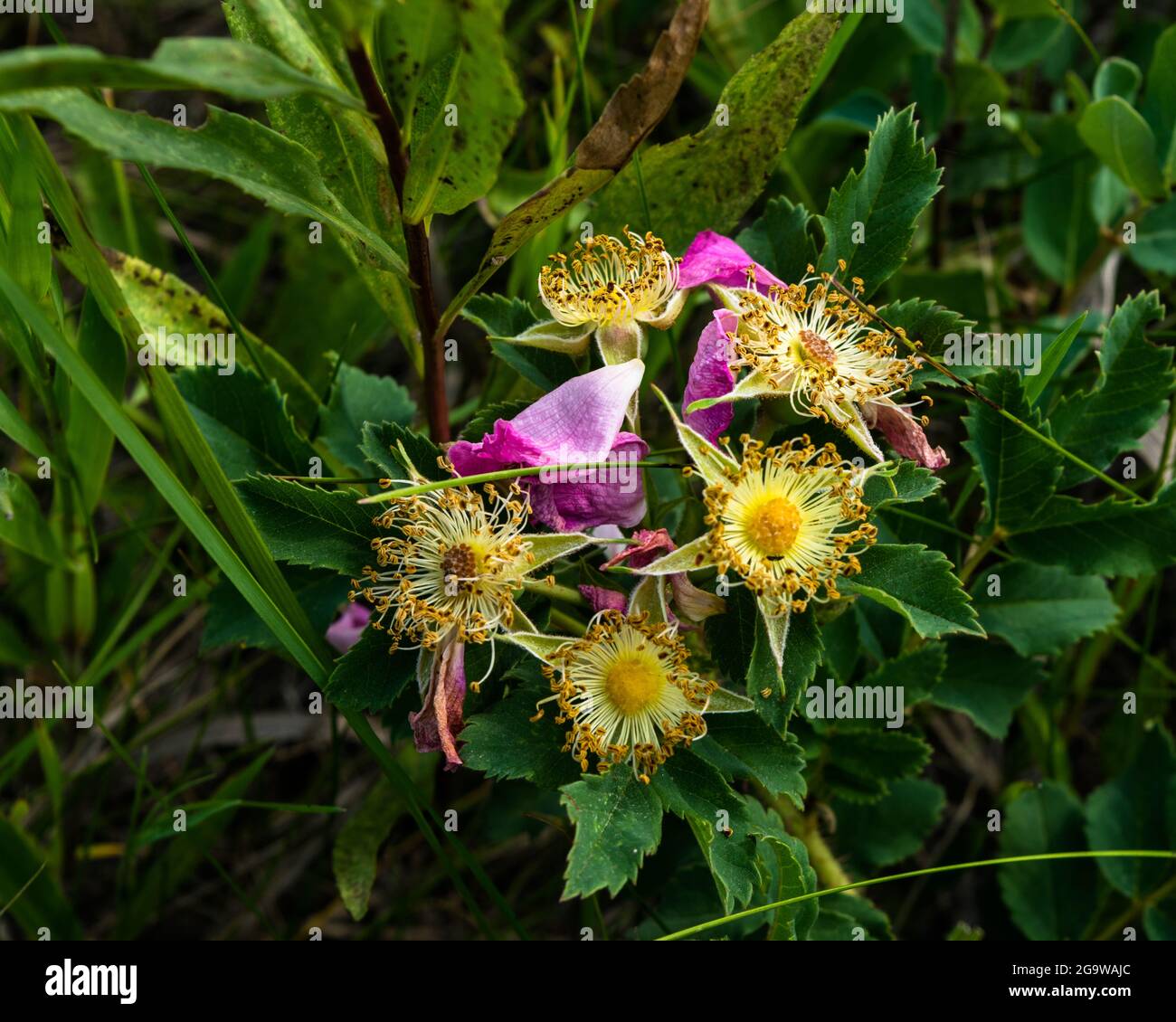 Wildrose flower garden hi-res stock photography and images - Alamy