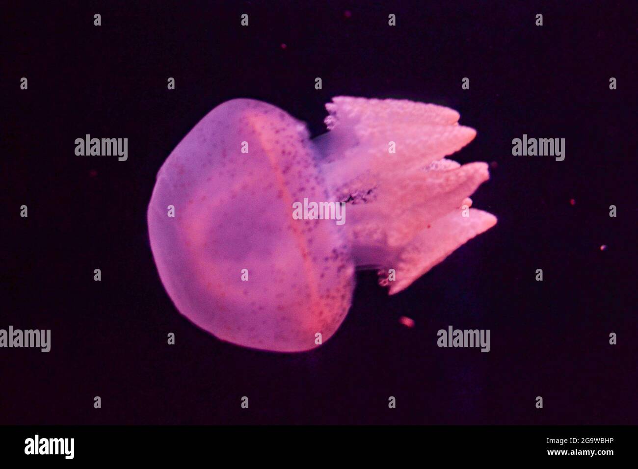 Bioluminescent jellyfish hi-res stock photography and images - Alamy