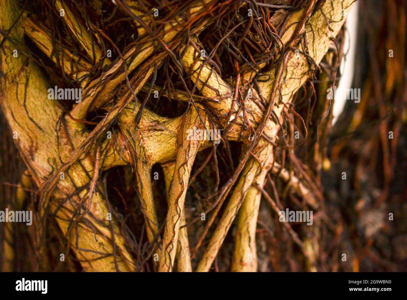 Tropical Tree Roots Clinging To Surface Stock Photo - Alamy