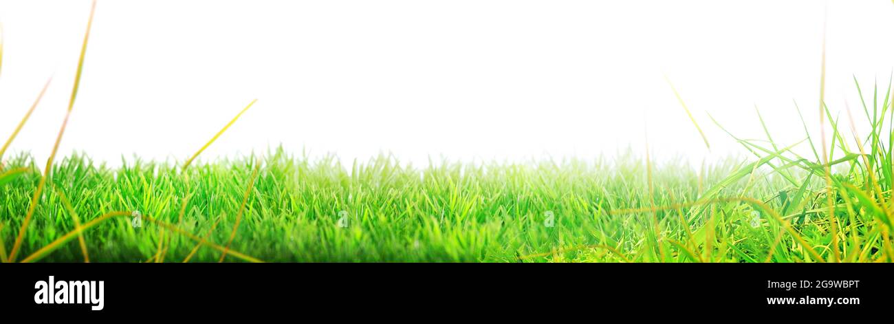 Grass flower field in spring background with sunlight Stock Photo - Alamy