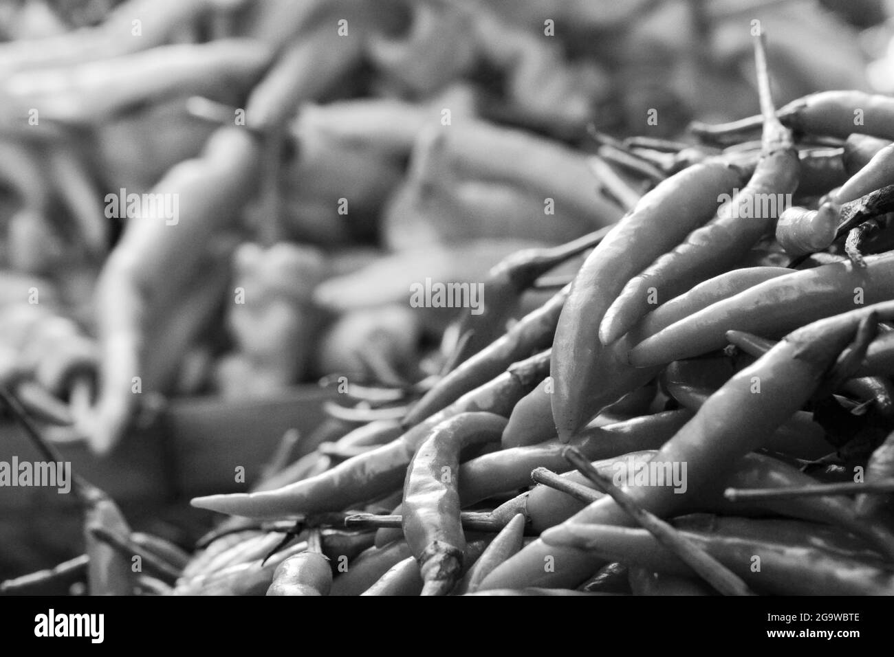 Chili plant red peppers Black and White Stock Photos & Images - Alamy