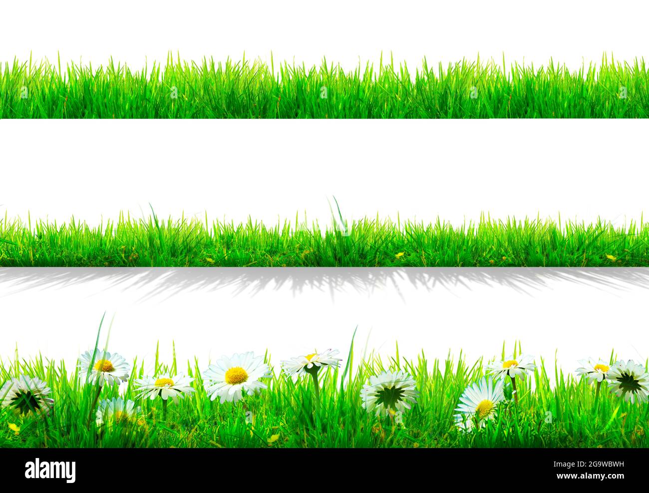 Grass flower field in spring background with sunlight Stock Photo - Alamy