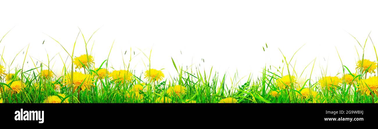 Grass flower field in spring background with sunlight Stock Photo - Alamy