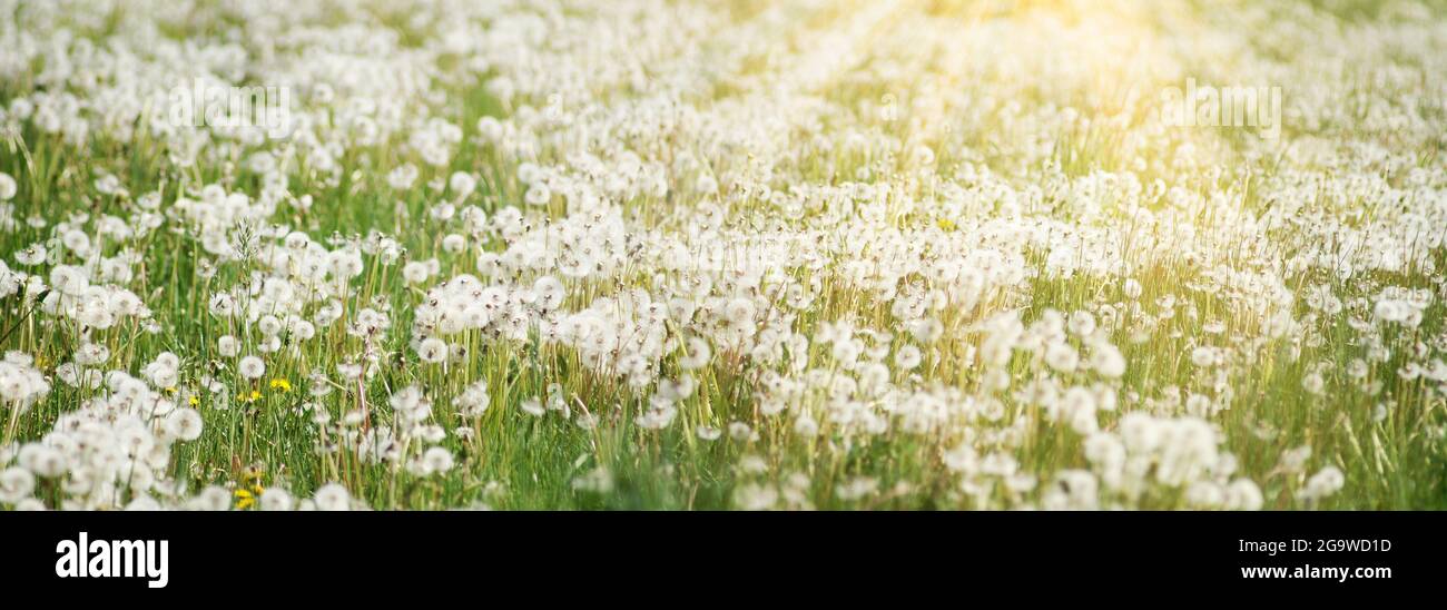 Beautiful dreamy spring nature background with dandelion Stock Photo ...