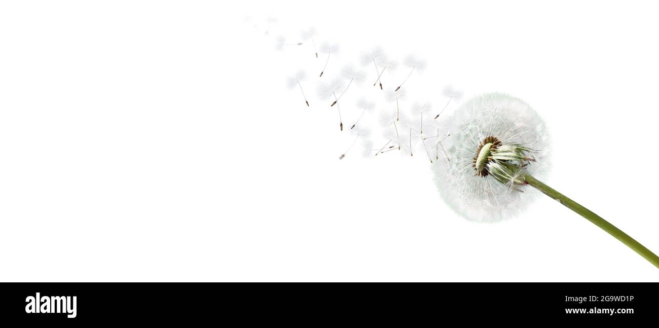 Flowers blowing in wind Cut Out Stock Images & Pictures - Alamy