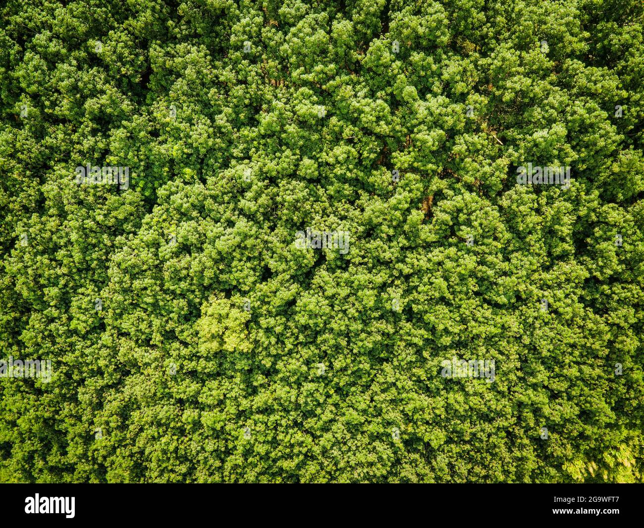 Aerial view forest tree environment forest nature background, Texture of green tree top view ...