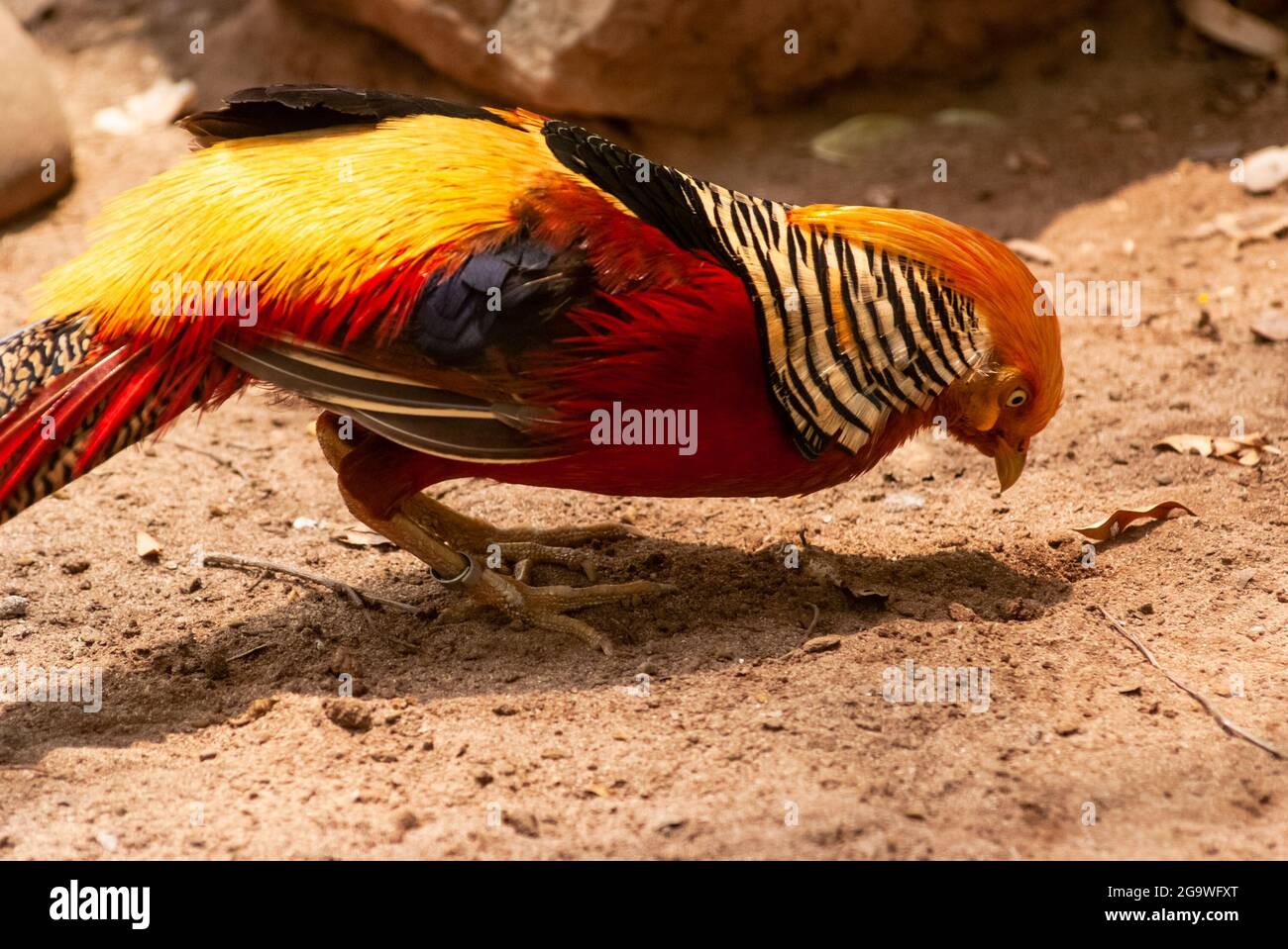 Golden Pheasant, Rainbow Pheasant, Chinese Pheasant Stock Photo - Alamy