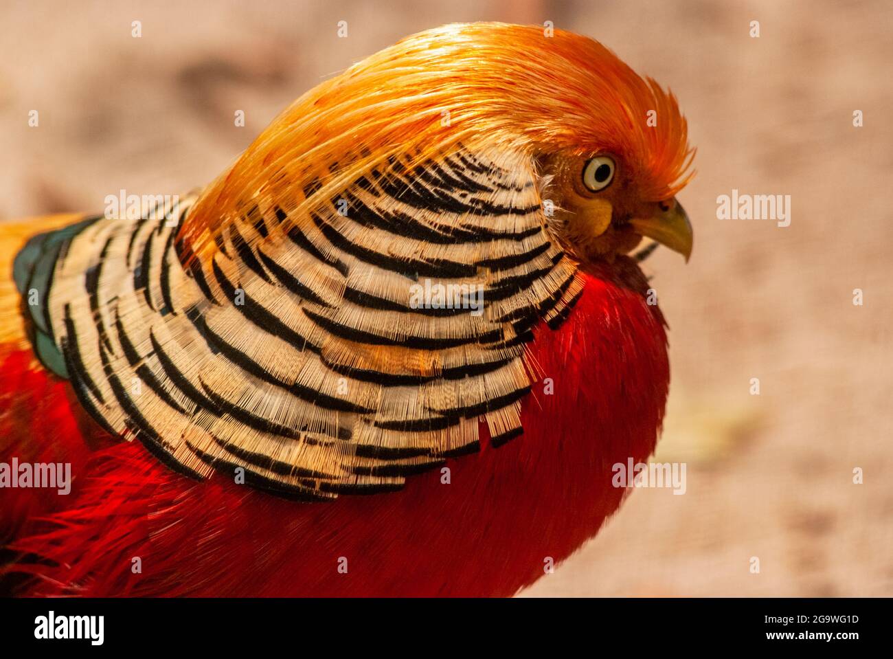 Golden Pheasant, Rainbow Pheasant, Chinese Pheasant Stock Photo - Alamy