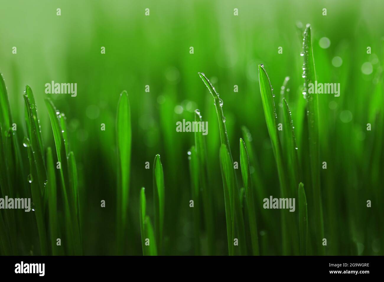 Wet grass close-up background Stock Photo - Alamy