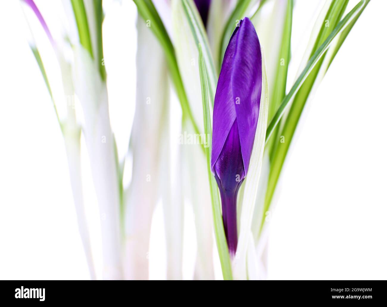 Stems of crocus flower isolated on white Stock Photo - Alamy