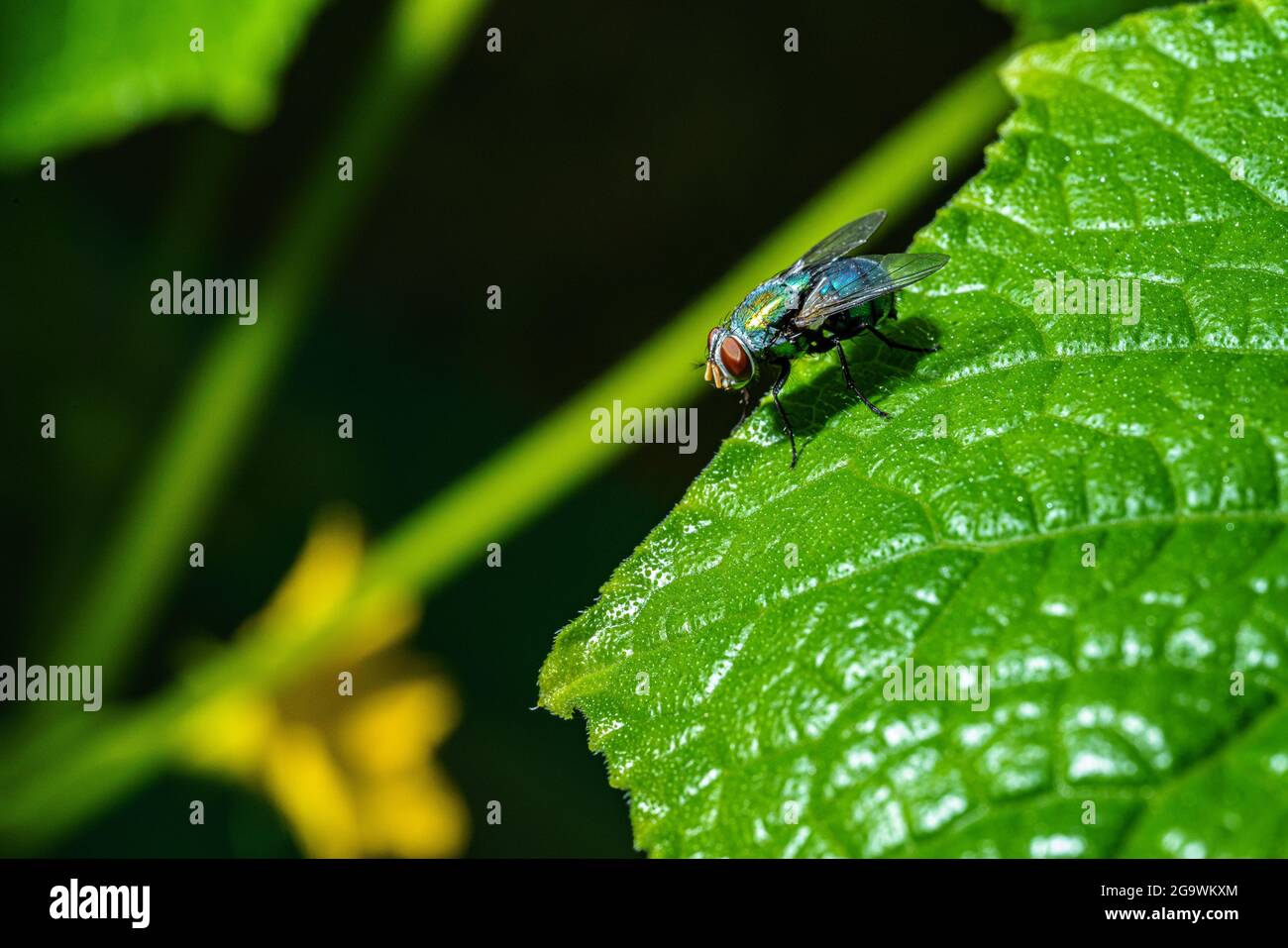 Flies on leaves in the rainy season Stock Photo - Alamy
