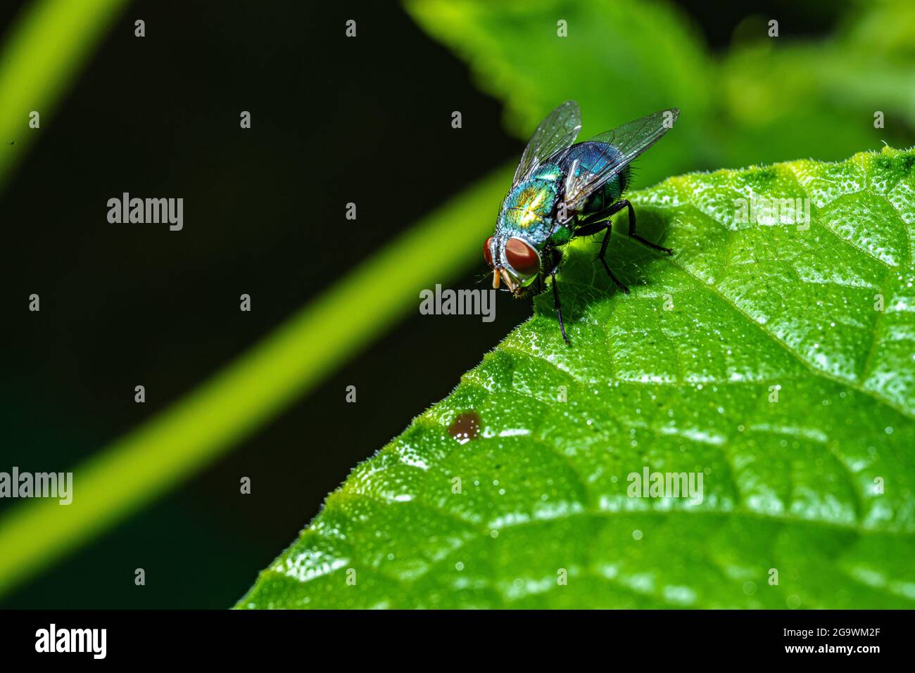 Flies on leaves in the rainy season Stock Photo - Alamy