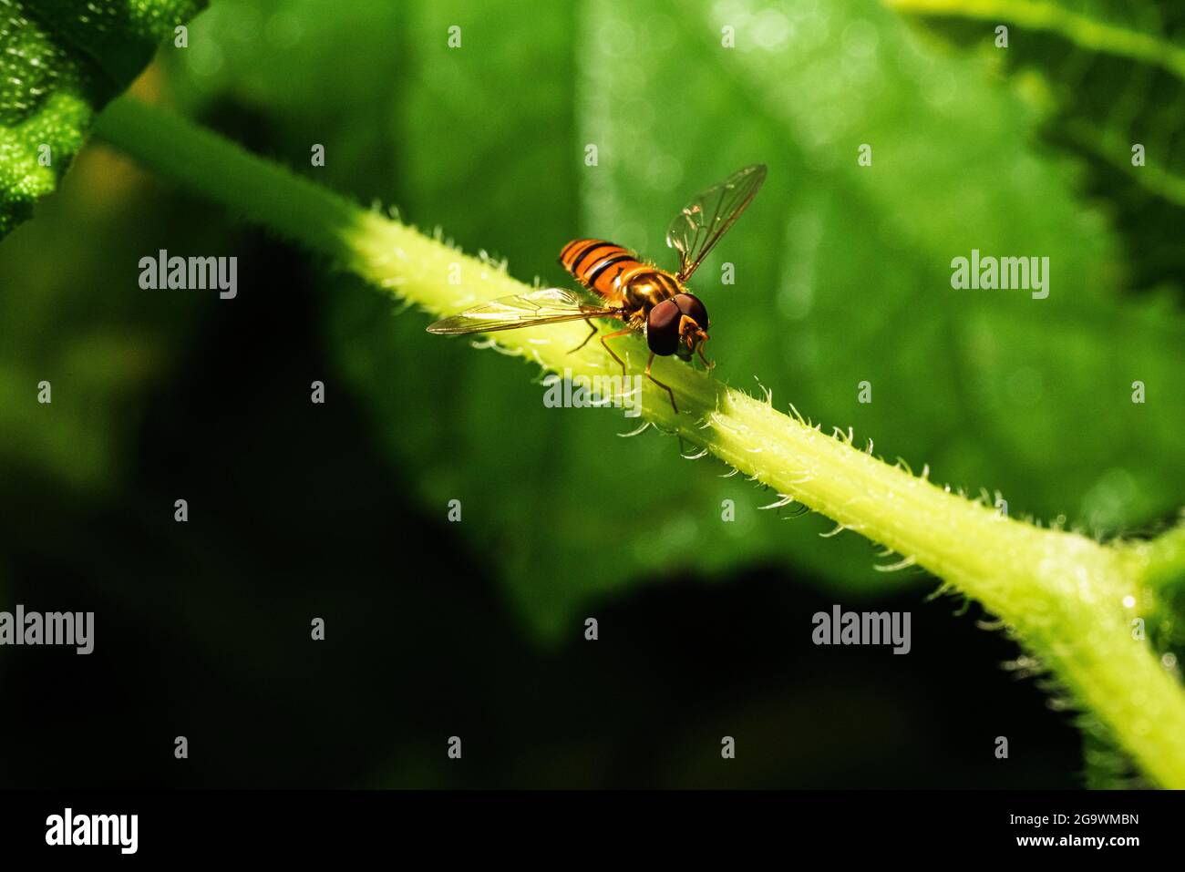 Fruit fly at night, the enemy of sweet fruit Stock Photo - Alamy