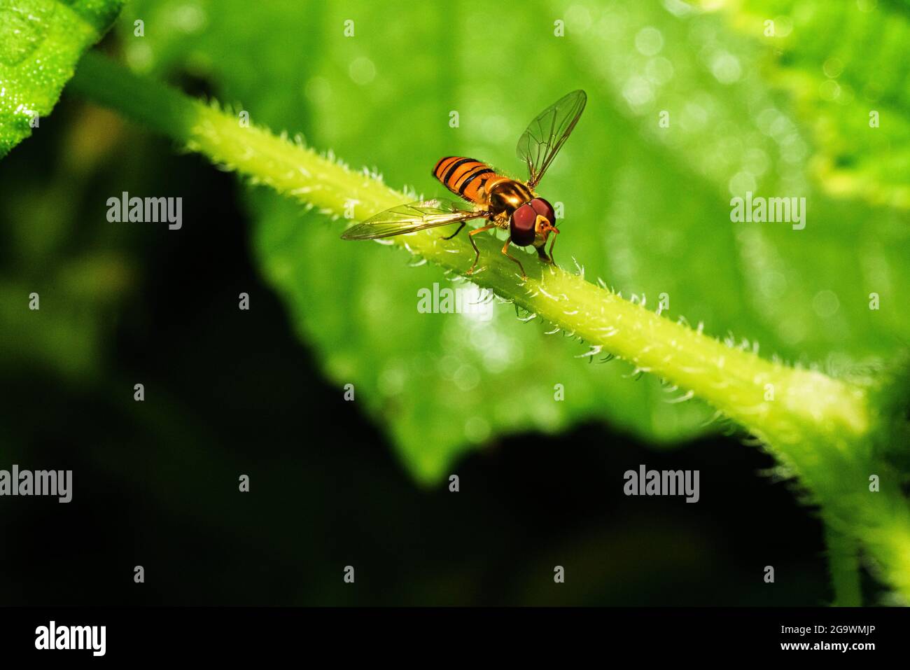 Fruit fly at night, the enemy of sweet fruit Stock Photo - Alamy