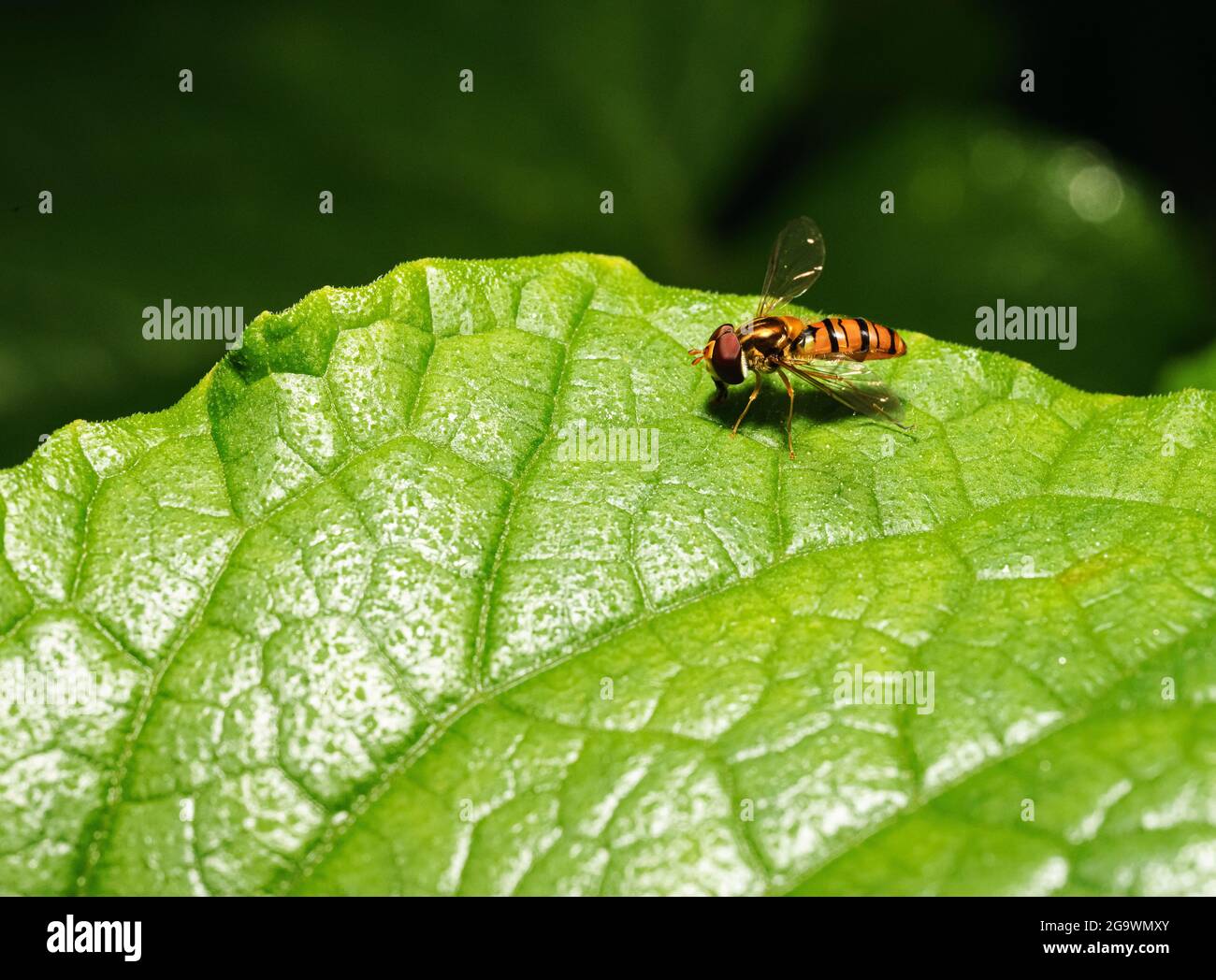 Fruit fly at night, the enemy of sweet fruit Stock Photo - Alamy
