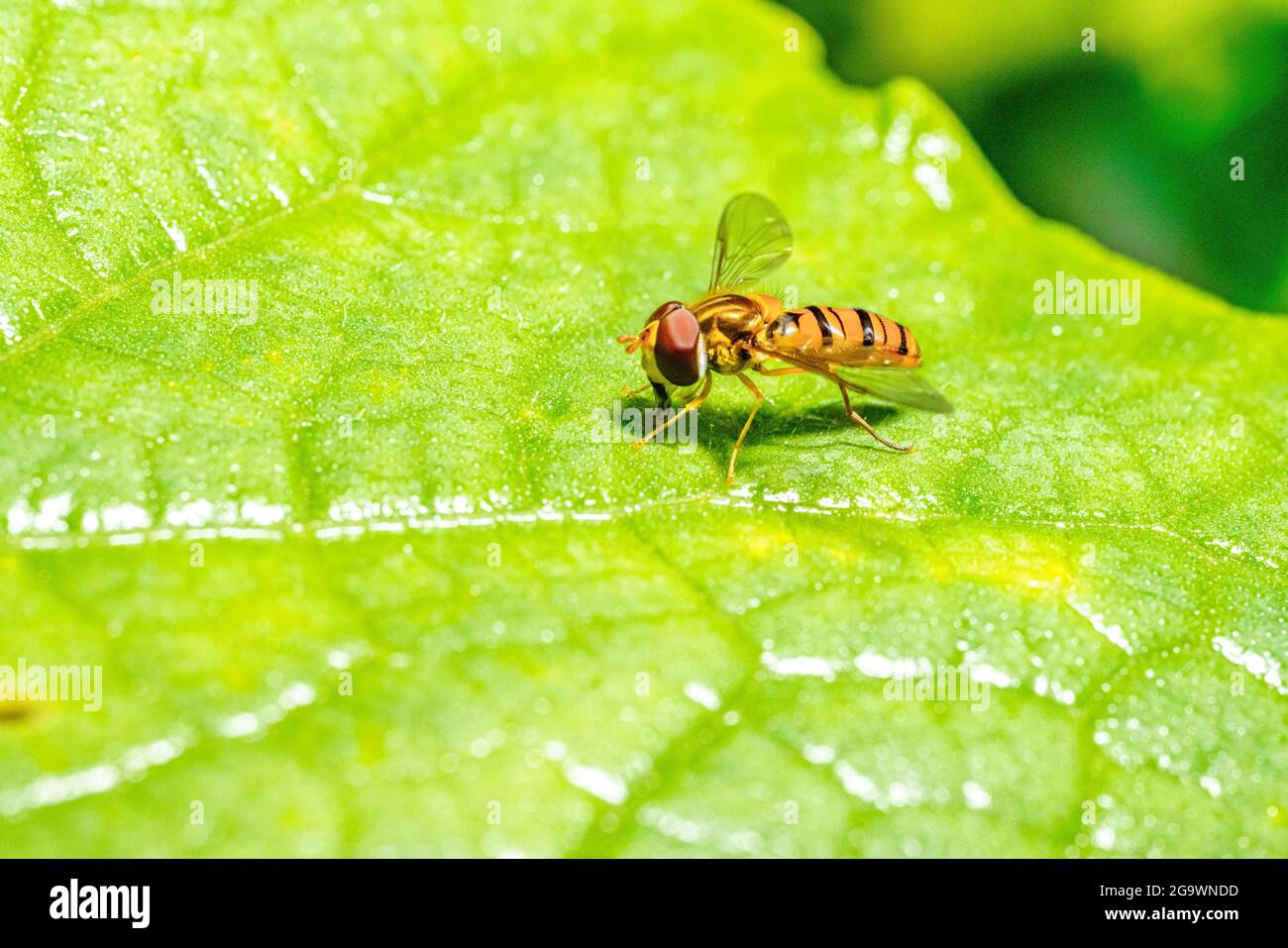 Fruit fly at night, the enemy of sweet fruit Stock Photo - Alamy