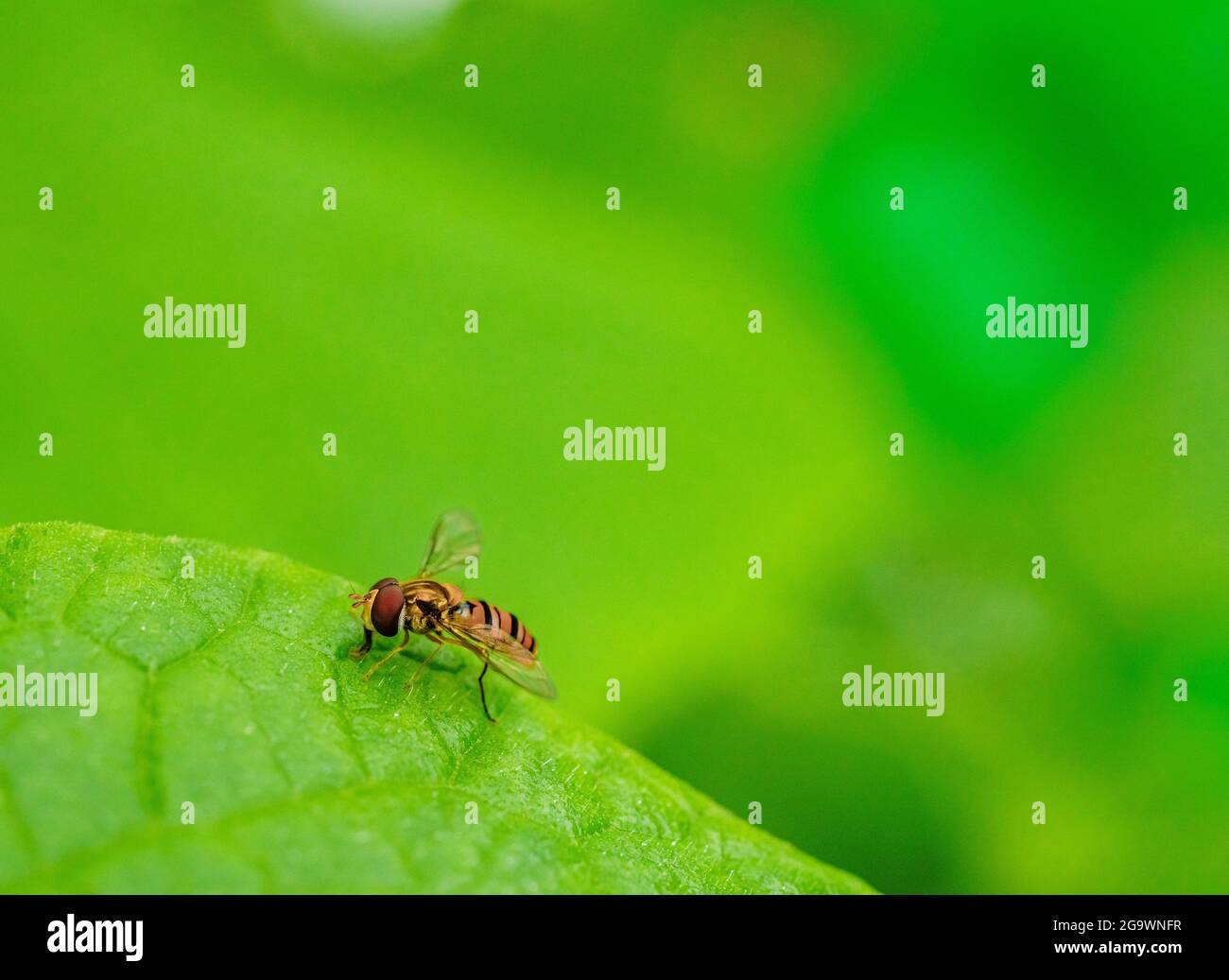 Fruit fly at night, the enemy of sweet fruit Stock Photo - Alamy