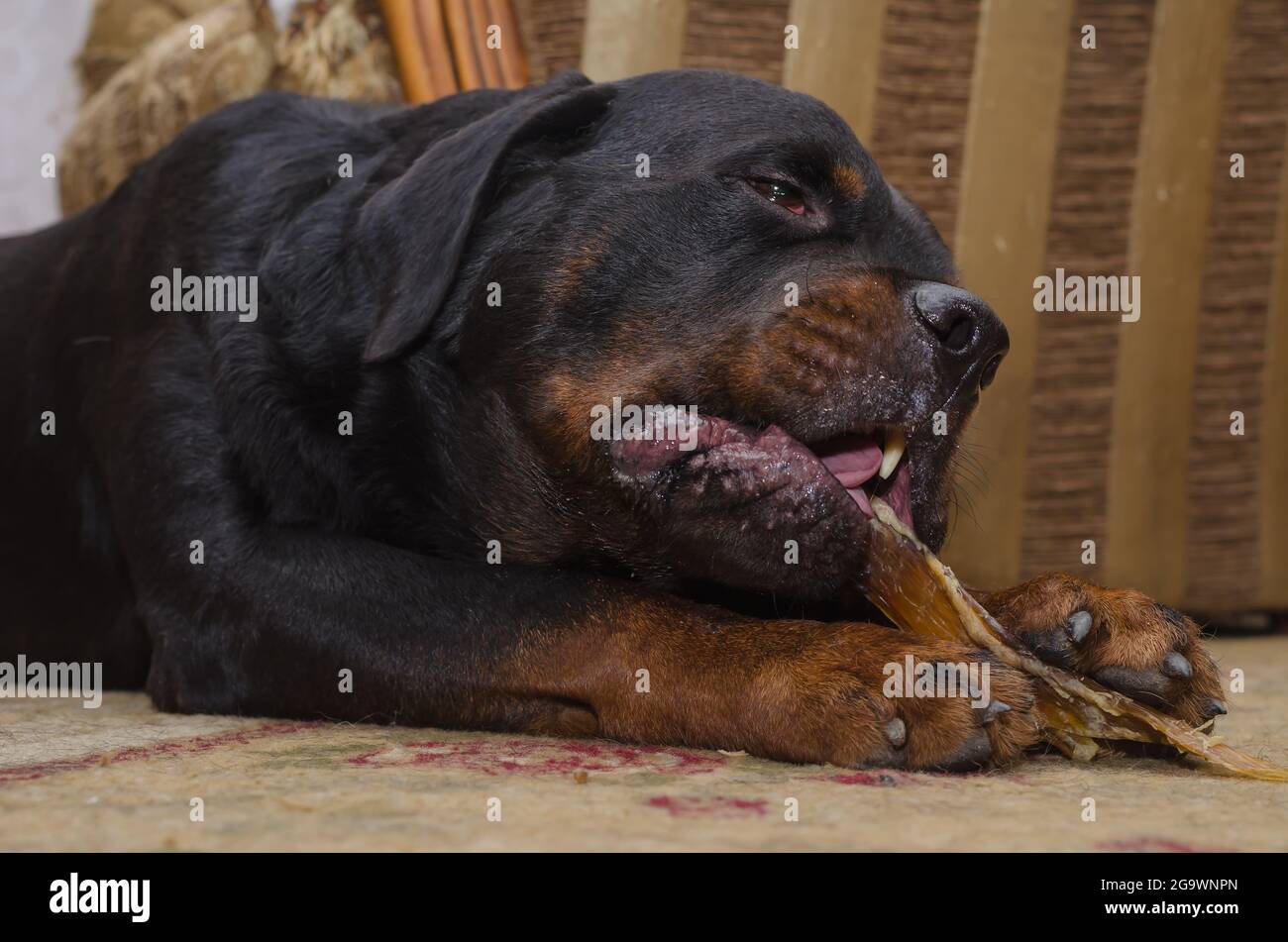 Dried Tendon High Resolution Stock Photography and Images - Alamy