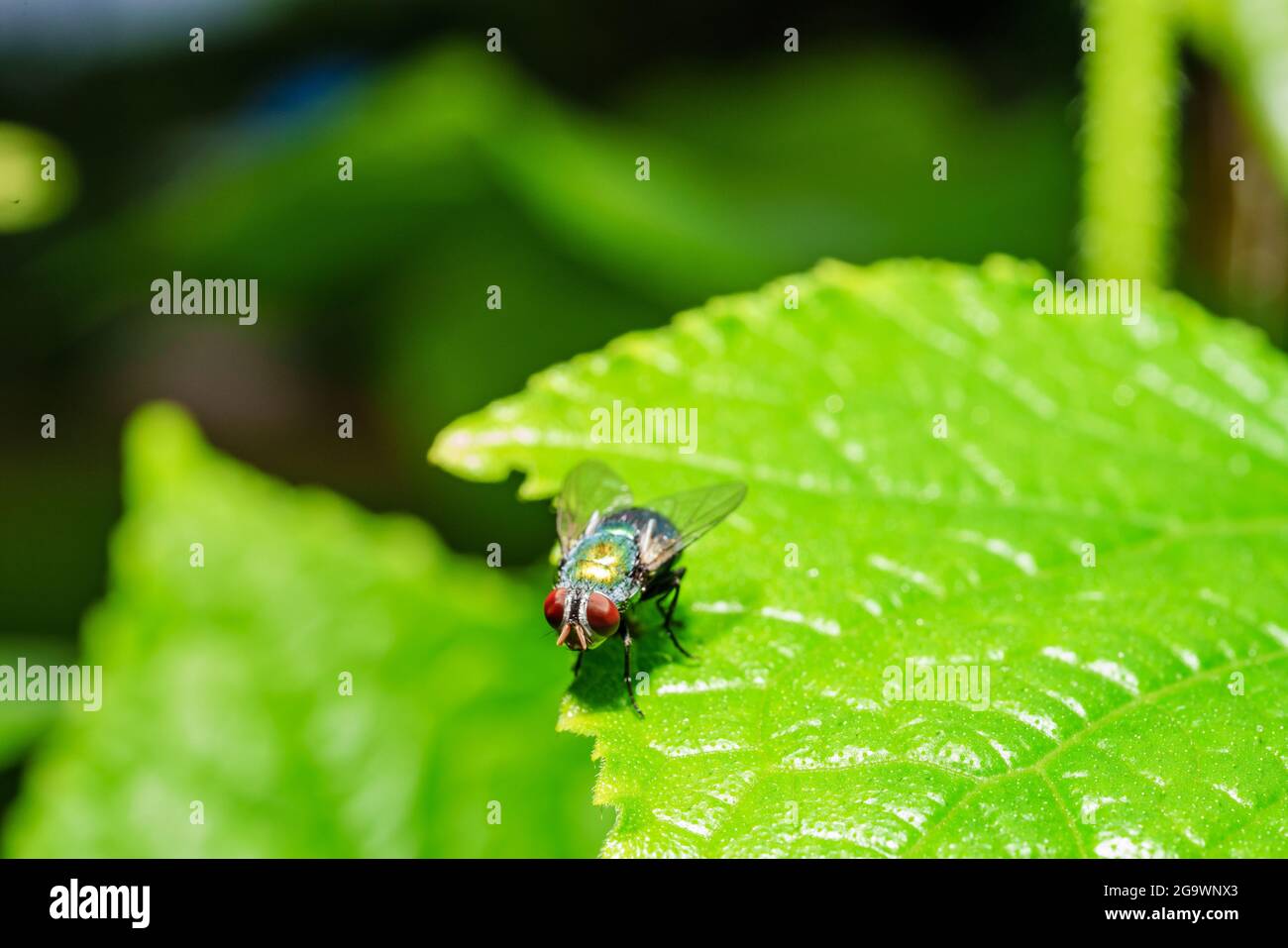Flies on leaves in the rainy season Stock Photo - Alamy