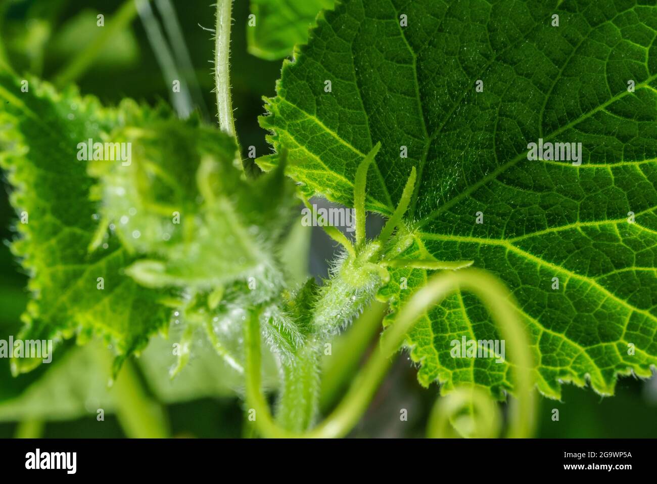 Miniature Cucumber gherkin for Balcony Garden Stock Photo - Alamy