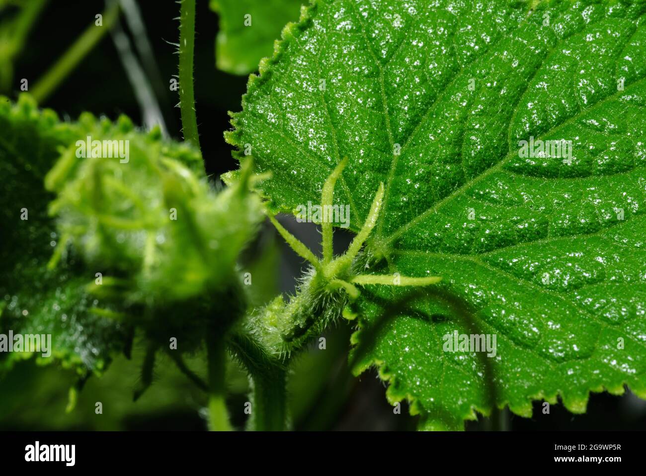 Miniature Cucumber gherkin for Balcony Garden Stock Photo - Alamy