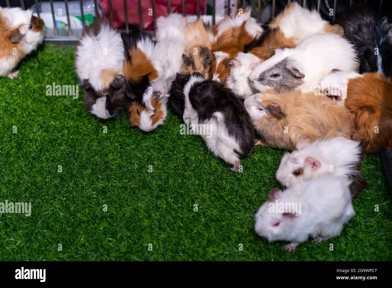 Cute baby bunnies inside a cage Stock Photo - Alamy