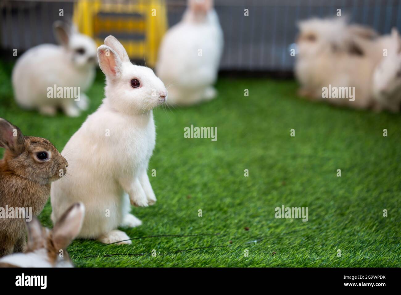 Cute bunnies inside a cafe Stock Photo - Alamy