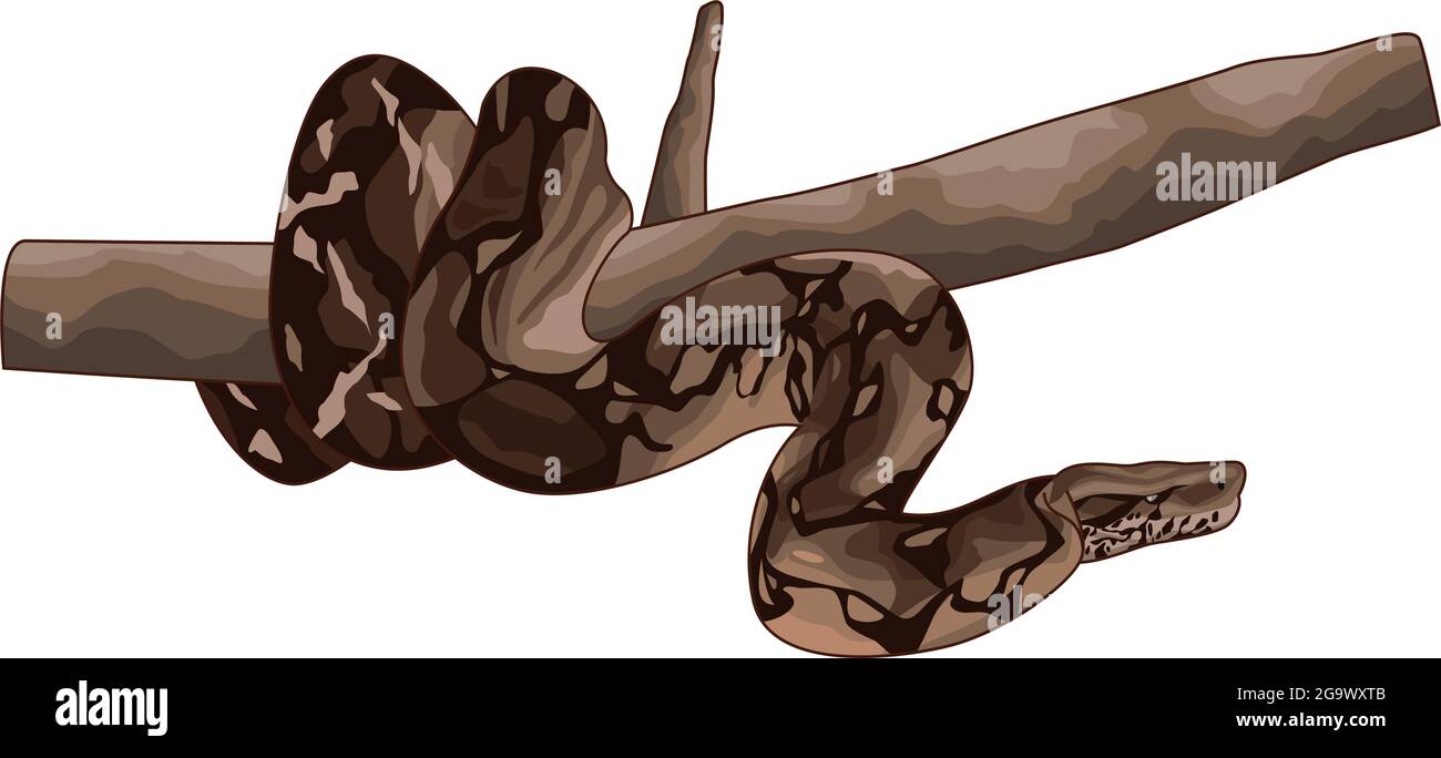 Cute and realistic snake Stock Vector Image & Art - Alamy