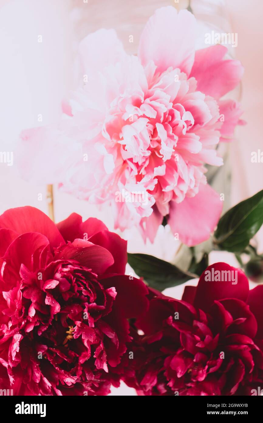 Blooming red burgundy peony flowers close-up on a pastel pink ...