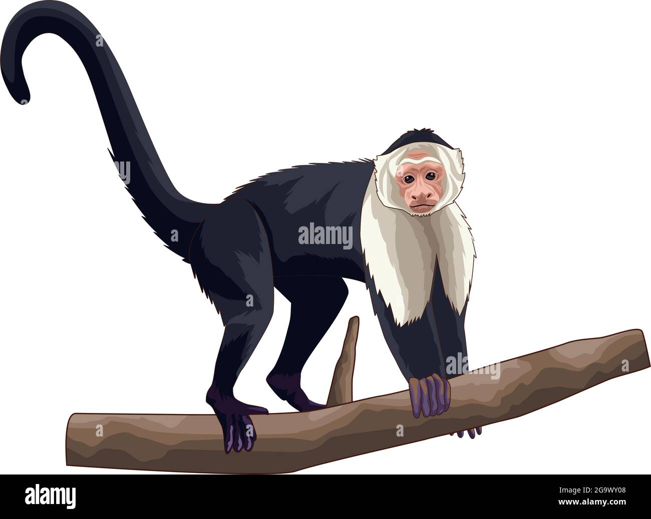 Cute and realistic monkey Stock Vector Image & Art - Alamy