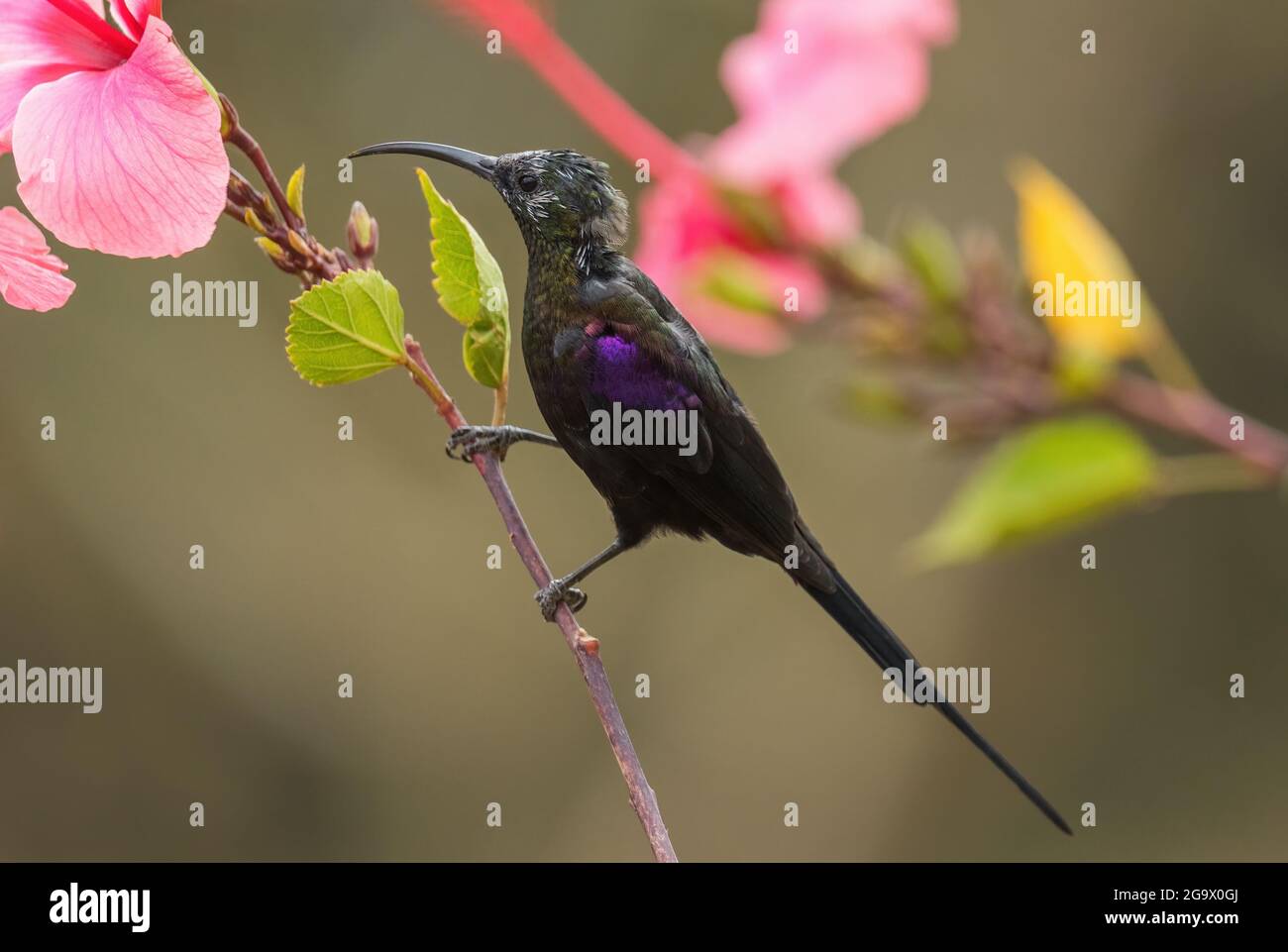 Tacazze Sunbird - Nectarinia tacazze, beautiful colored perching bird ...