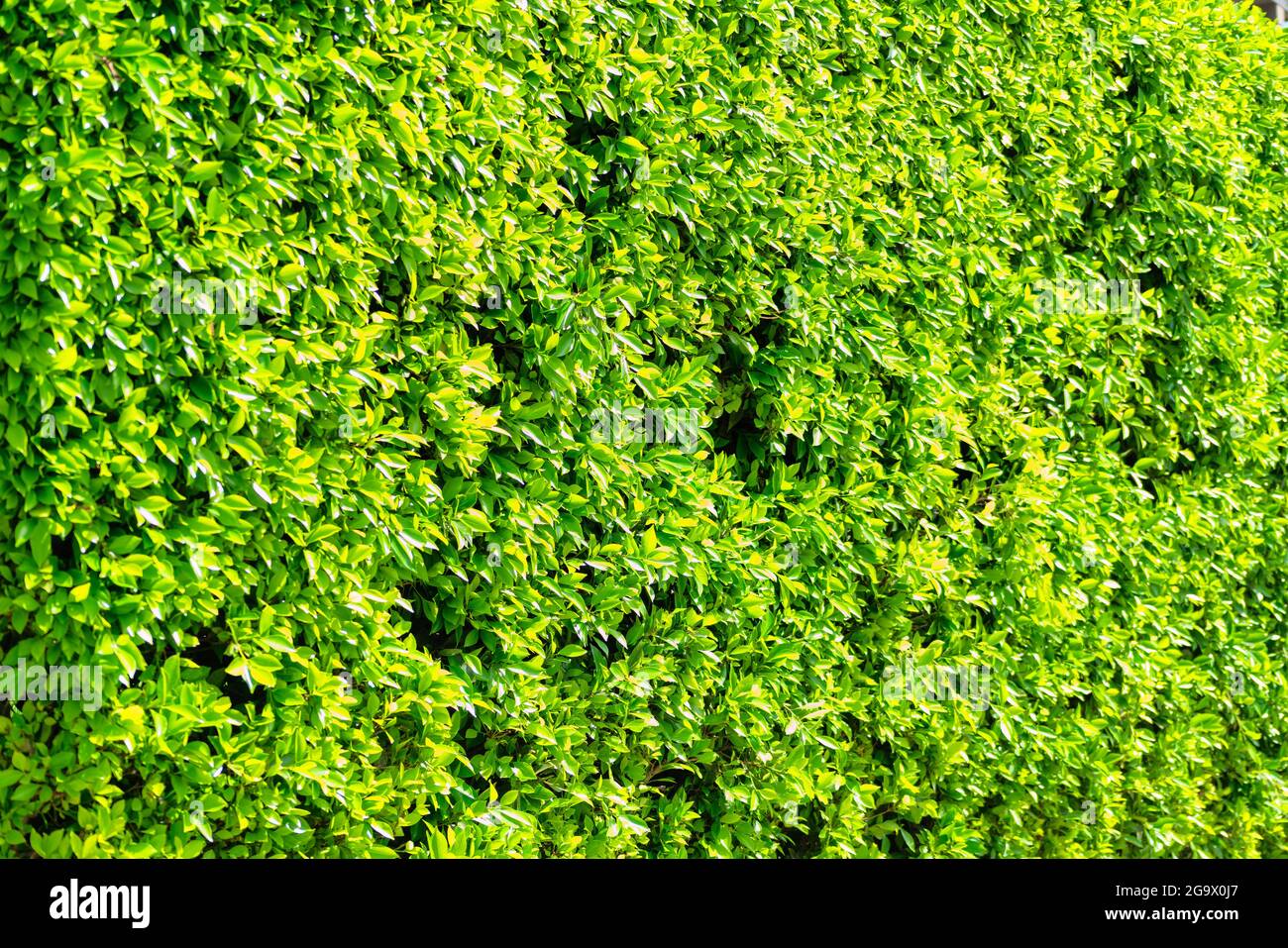 Background of a vibrant green bush in a park glowing in the sunlight ...
