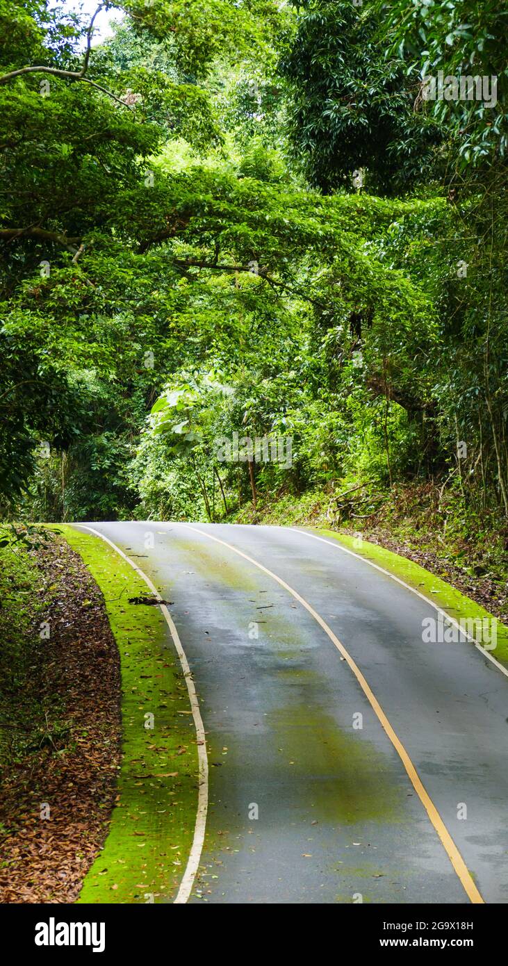Asphalt path way tree hi-res stock photography and images - Alamy