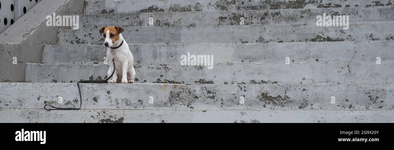 Sad frightened lost dog jack russell terrier sitting on the stairs ...