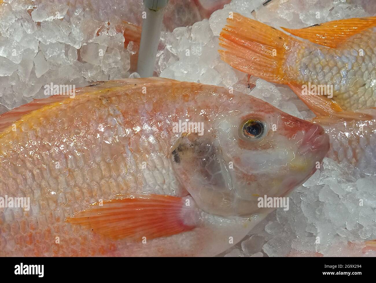 photo fish , sea food . Pomegranate fish . tilapia fish Stock Photo - Alamy