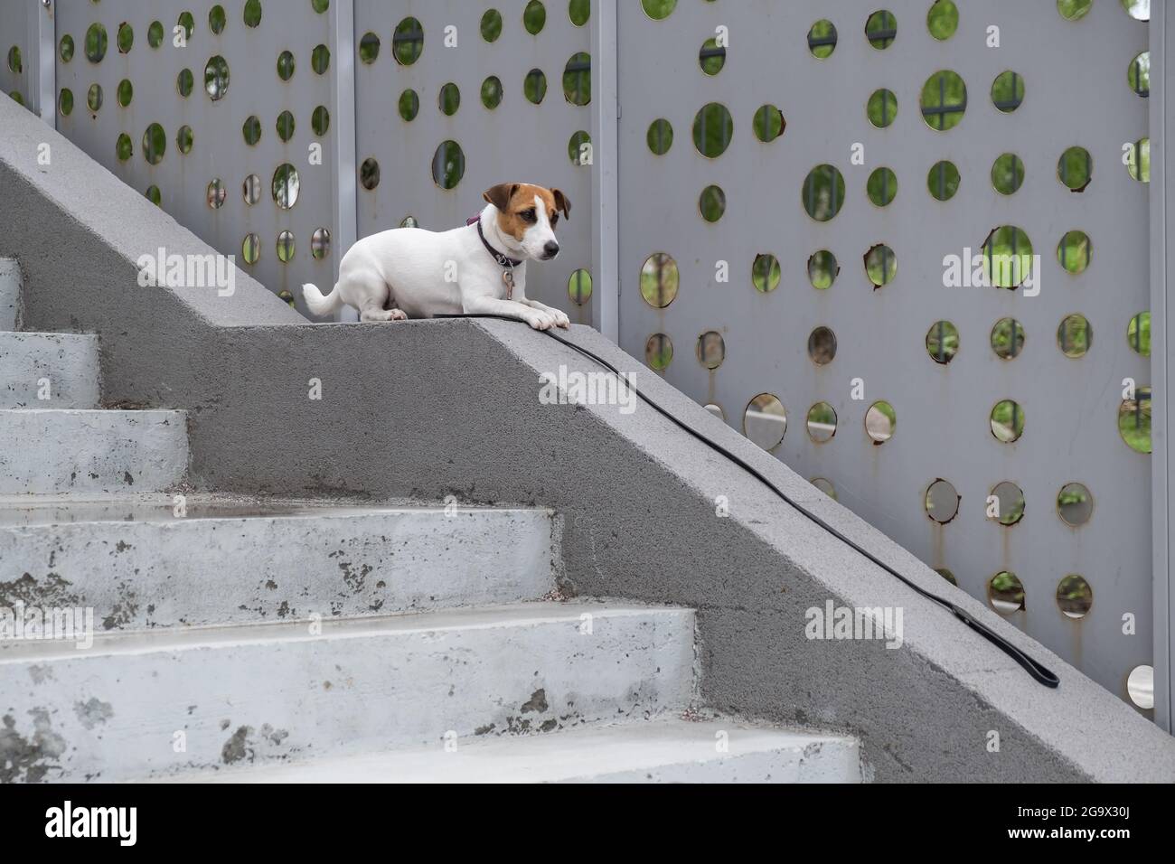 Sad frightened lost dog jack russell terrier sitting on the stairs ...