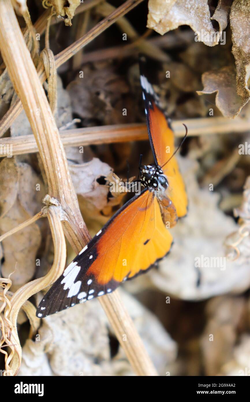 Morphs butterfly hi-res stock photography and images - Alamy