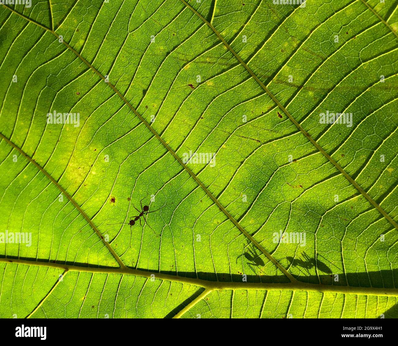 Ants on a leaf hi-res stock photography and images - Alamy