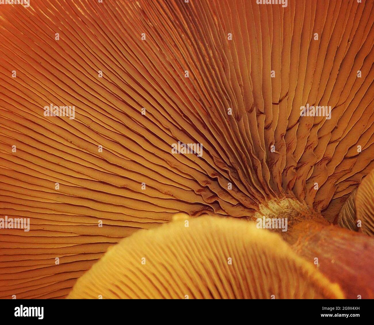 Beautiful close up Mushroom Under view Pattern Stock Photo - Alamy
