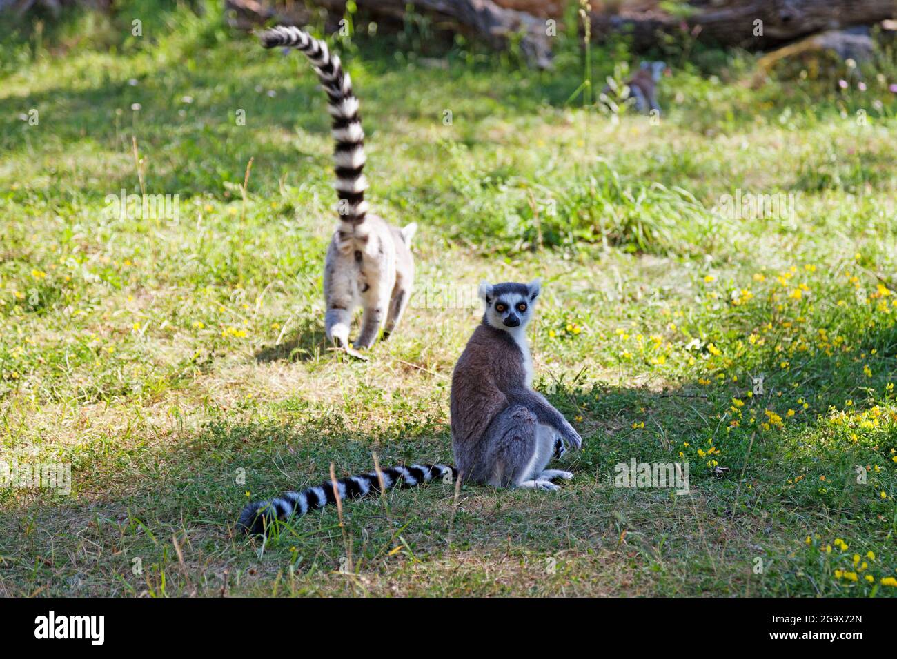 two lemurs together in a zoo Stock Photo - Alamy