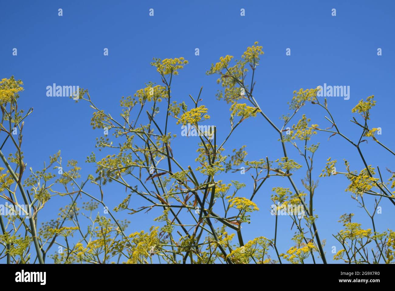 Fennel blooming in Marin County, California, USA Stock Photo - Alamy
