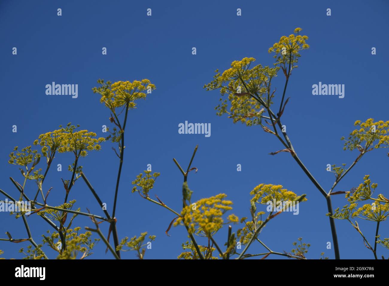 Fennel blooming in Marin County, California, USA Stock Photo - Alamy