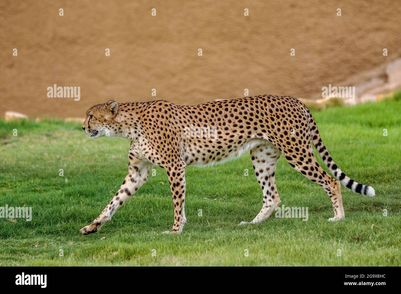 leopard Riyadh Zoo, Kingdom of Saudi Arabia Stock Photo - Alamy