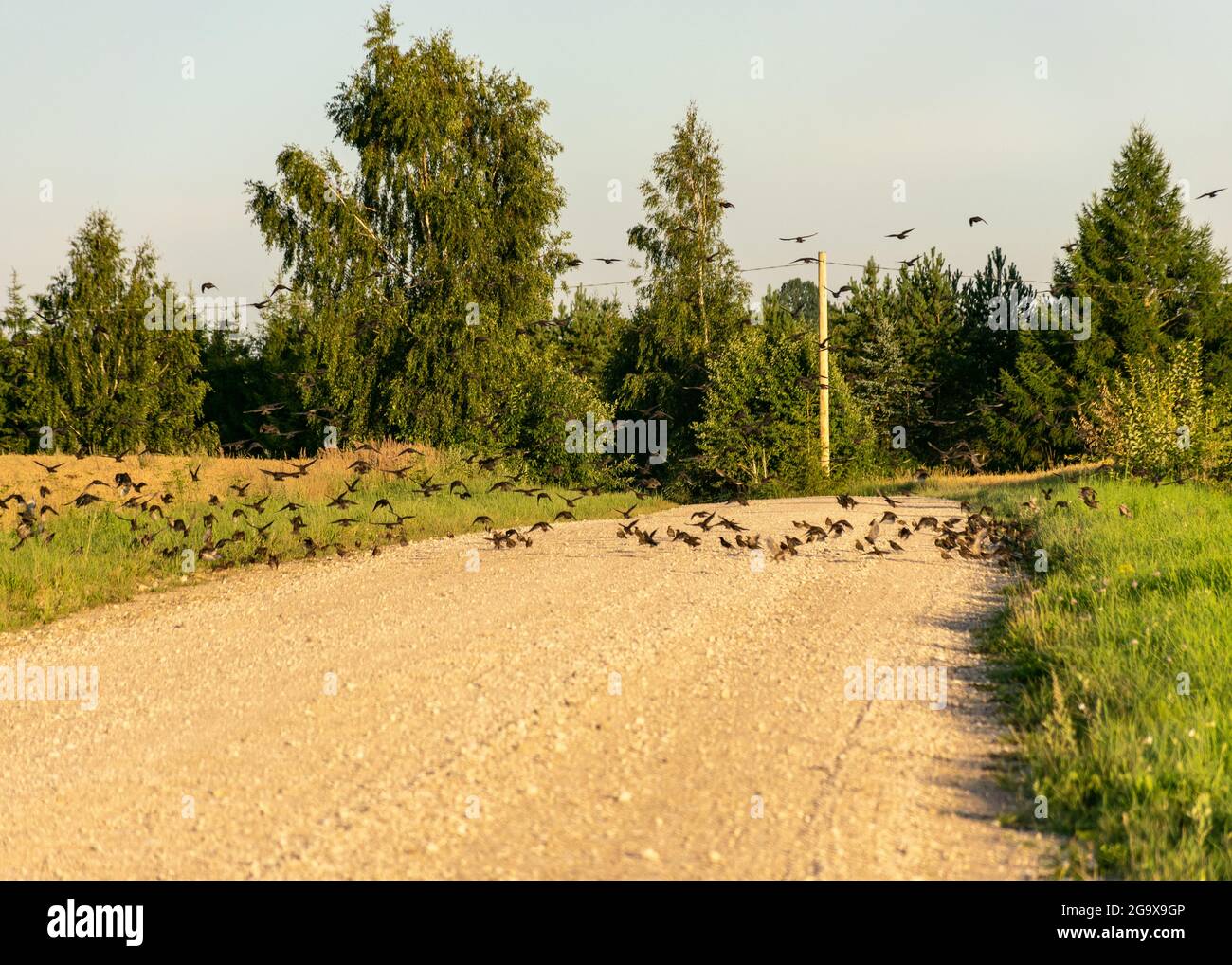 rural landscape with a simple road and small birds on it, bird ...