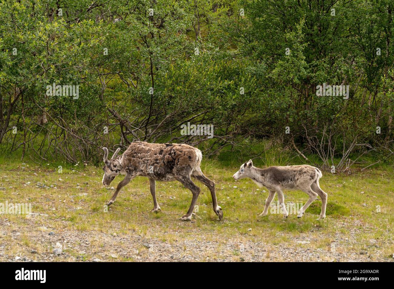 Female reindeer hi-res stock photography and images - Alamy