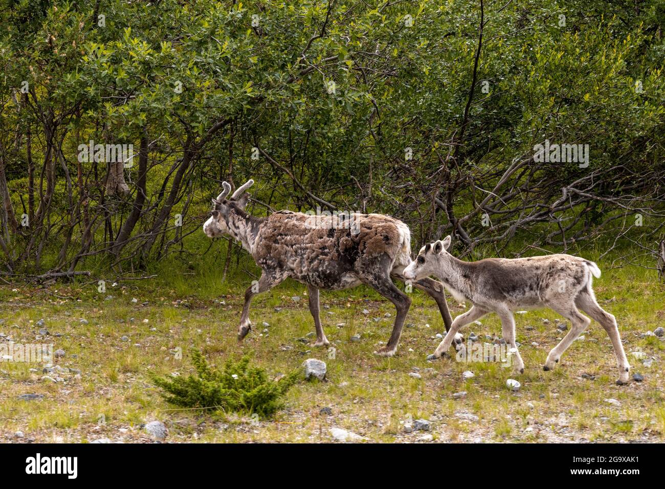 A female reindeer with her young calf in the forests of Lapland in ...
