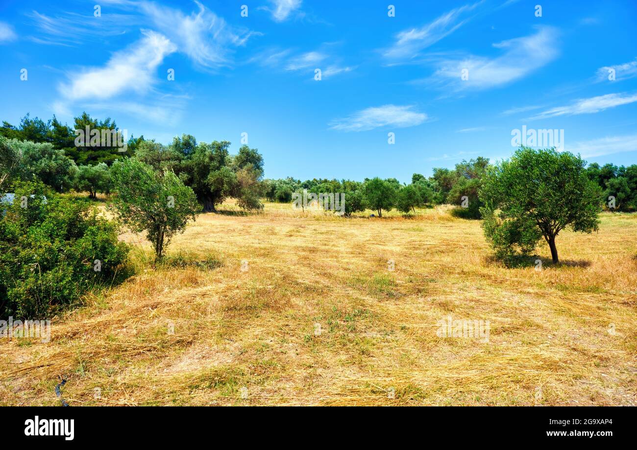 Olive tree farm field and sky in Urla, Izmir, Turkey Stock Photo - Alamy