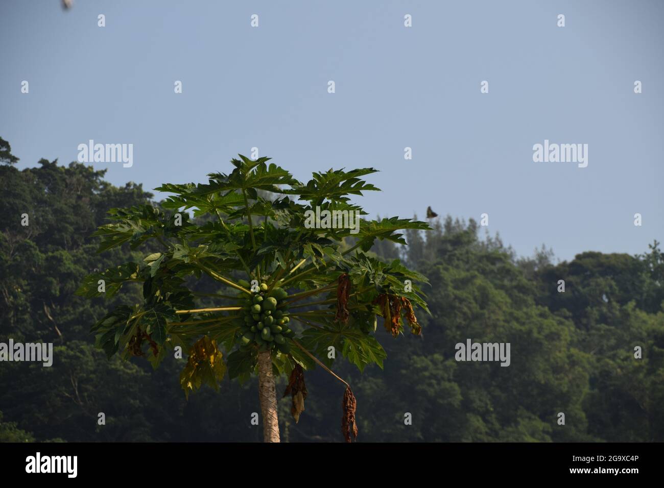Papaya plant hi-res stock photography and images - Alamy
